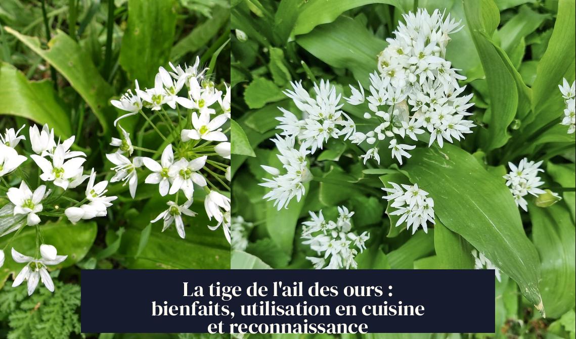 La tige de l'ail des ours : bienfaits, utilisation en cuisine et ...