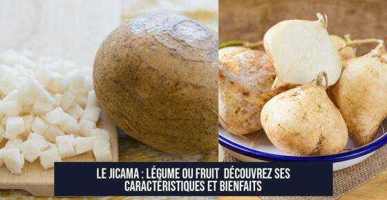 Le Jicama : Légume ou Fruit ? Découvrez Ses Caractéristiques et ...