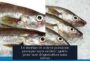 Le merlan et autres poissons presque sans arêtes : guide pour une ...