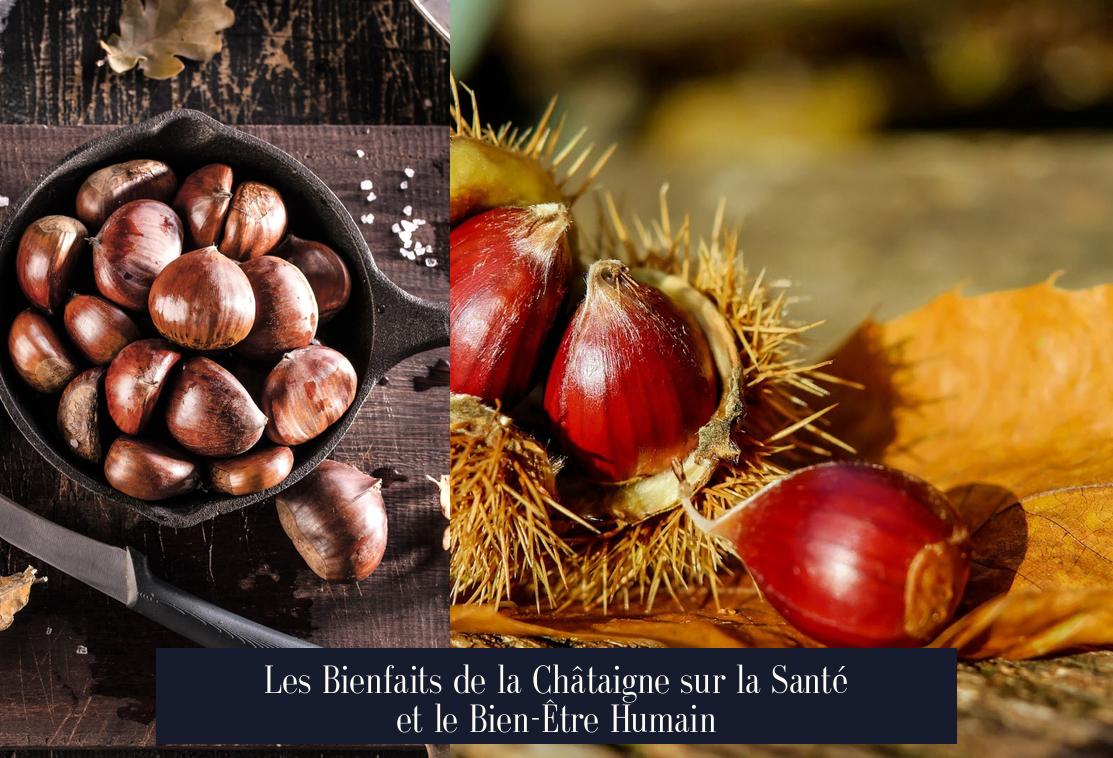 Les Bienfaits de la Châtaigne sur la Santé et le Bien-Être Humain - Le ...