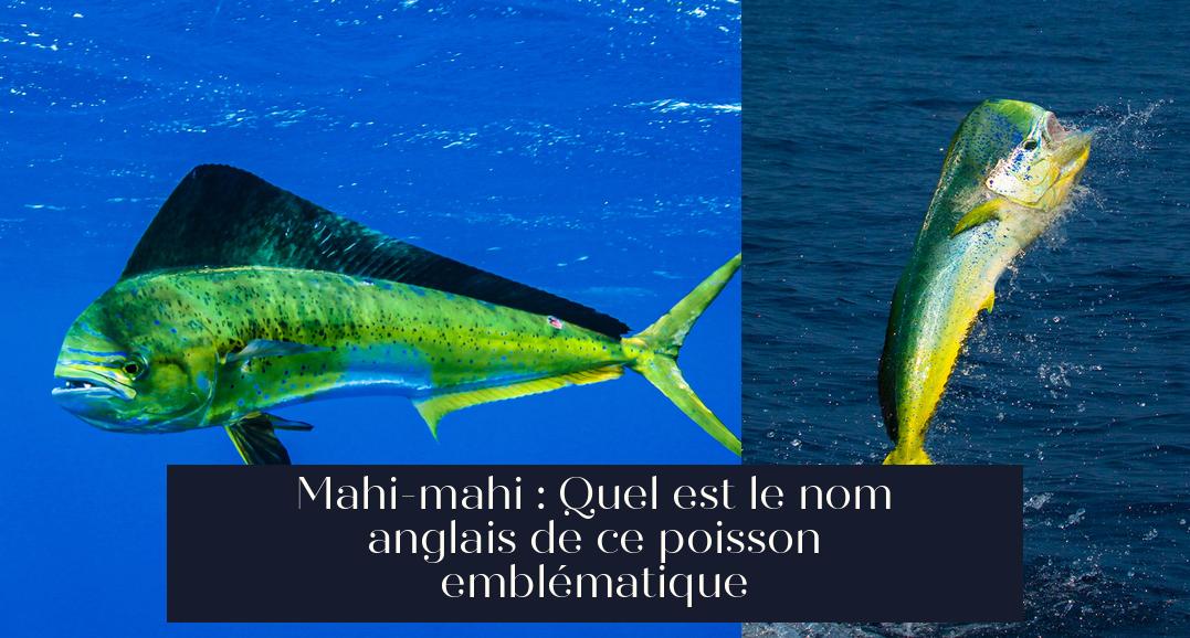 Mahi-mahi : Quel est le nom anglais de ce poisson emblématique ? - Le ...